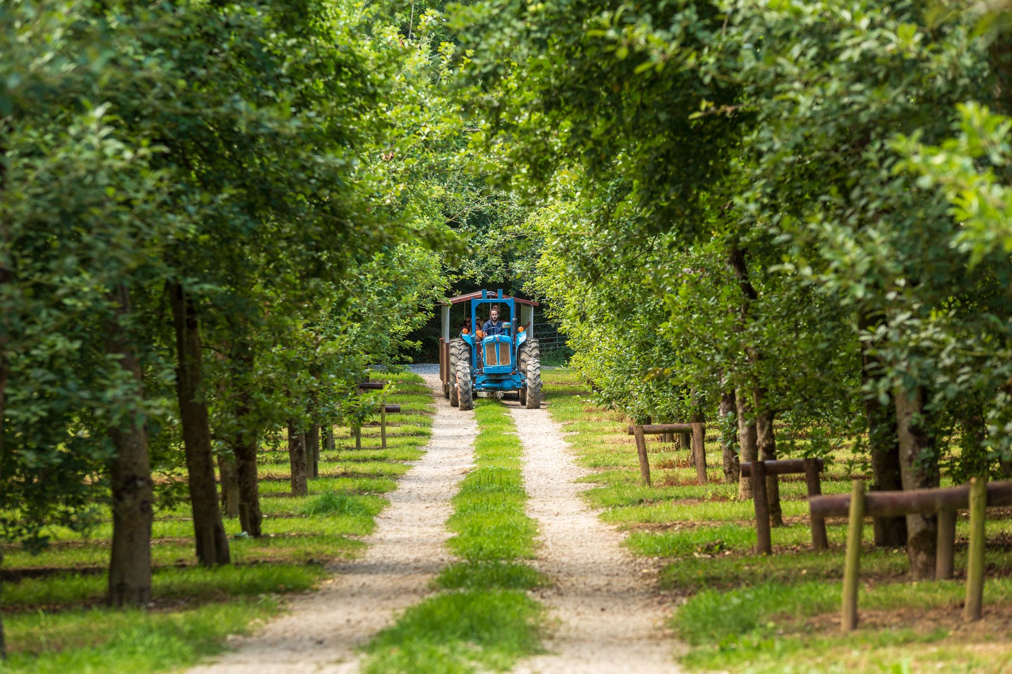 Our Cider Orchards | Healeys Cornish Cyder Farm