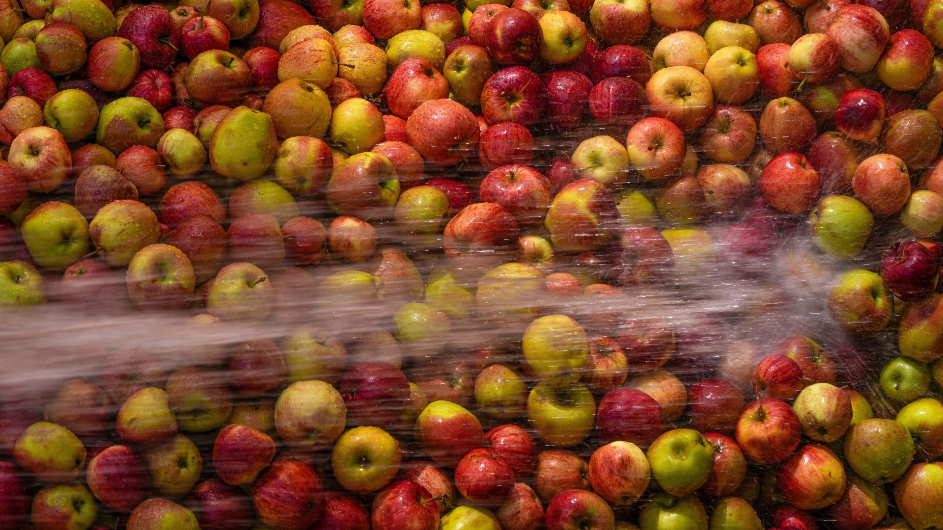 Free Entry To Healeys Cornish Cyder Farm | Cornwall