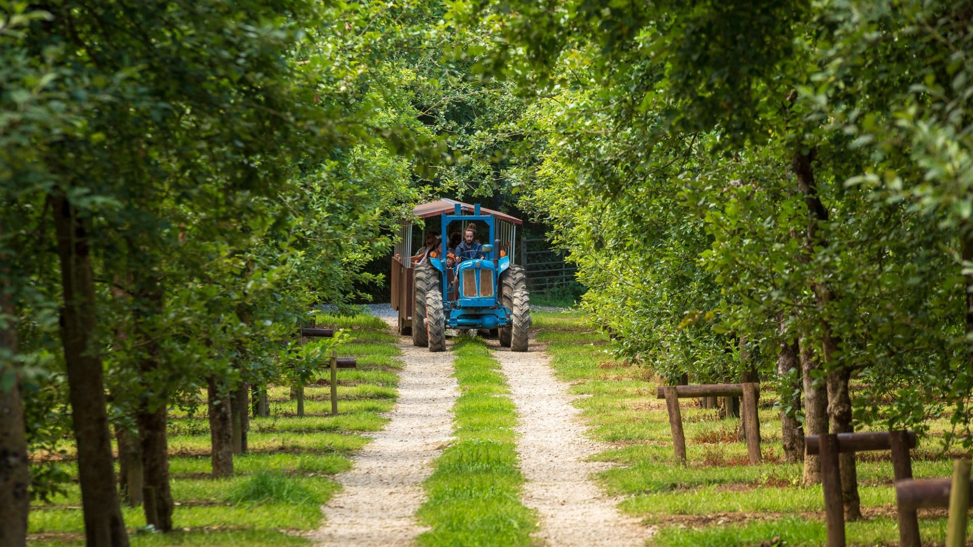 Vintage Tractor Tour | Things To Do In Cornwall | Healeys Cyder